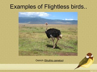 Examples Of Flightless Birds