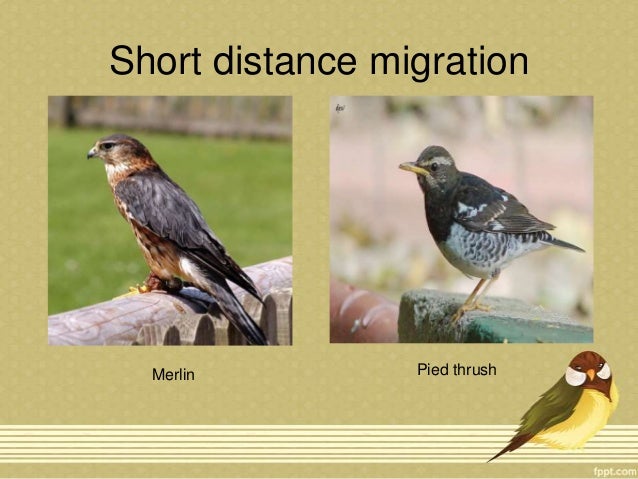 Flightless birds and Migration of birds