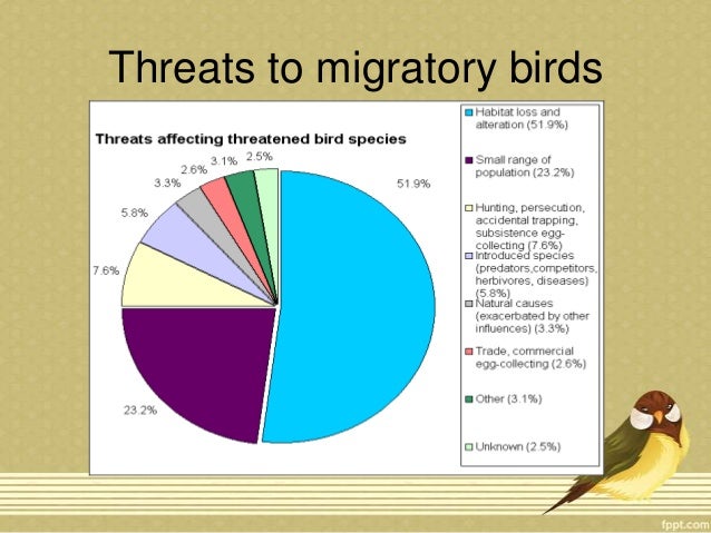 Flightless birds and Migration of birds