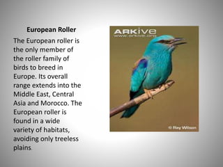 Birds roller | PPTX