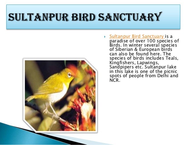 Birds sanctuaries in india