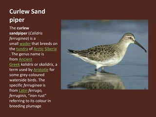 Birds sandpiper | PPT