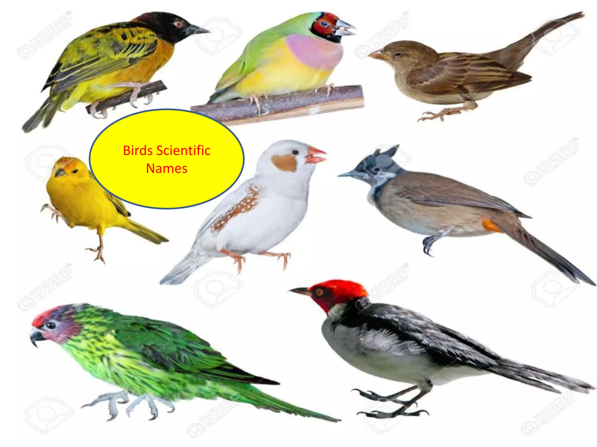 Birds scientific names 1 | PPT