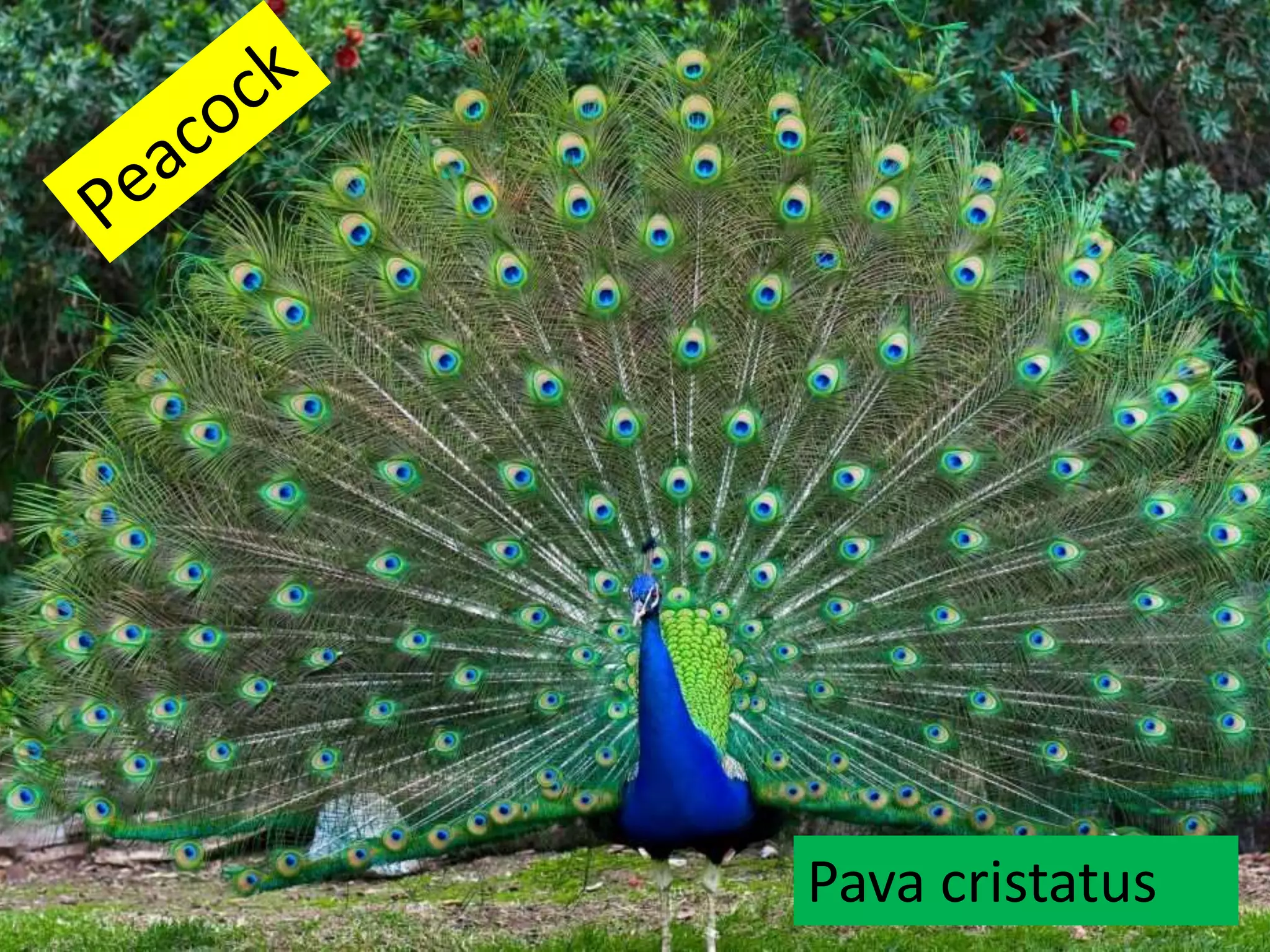 Birds scientific names 1 | PPT