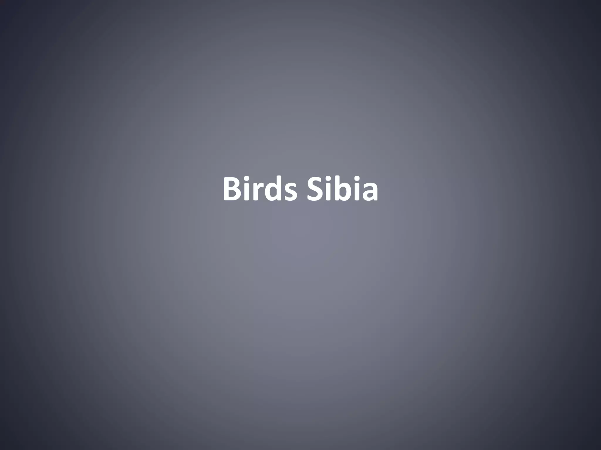 Birds sibia | PPT