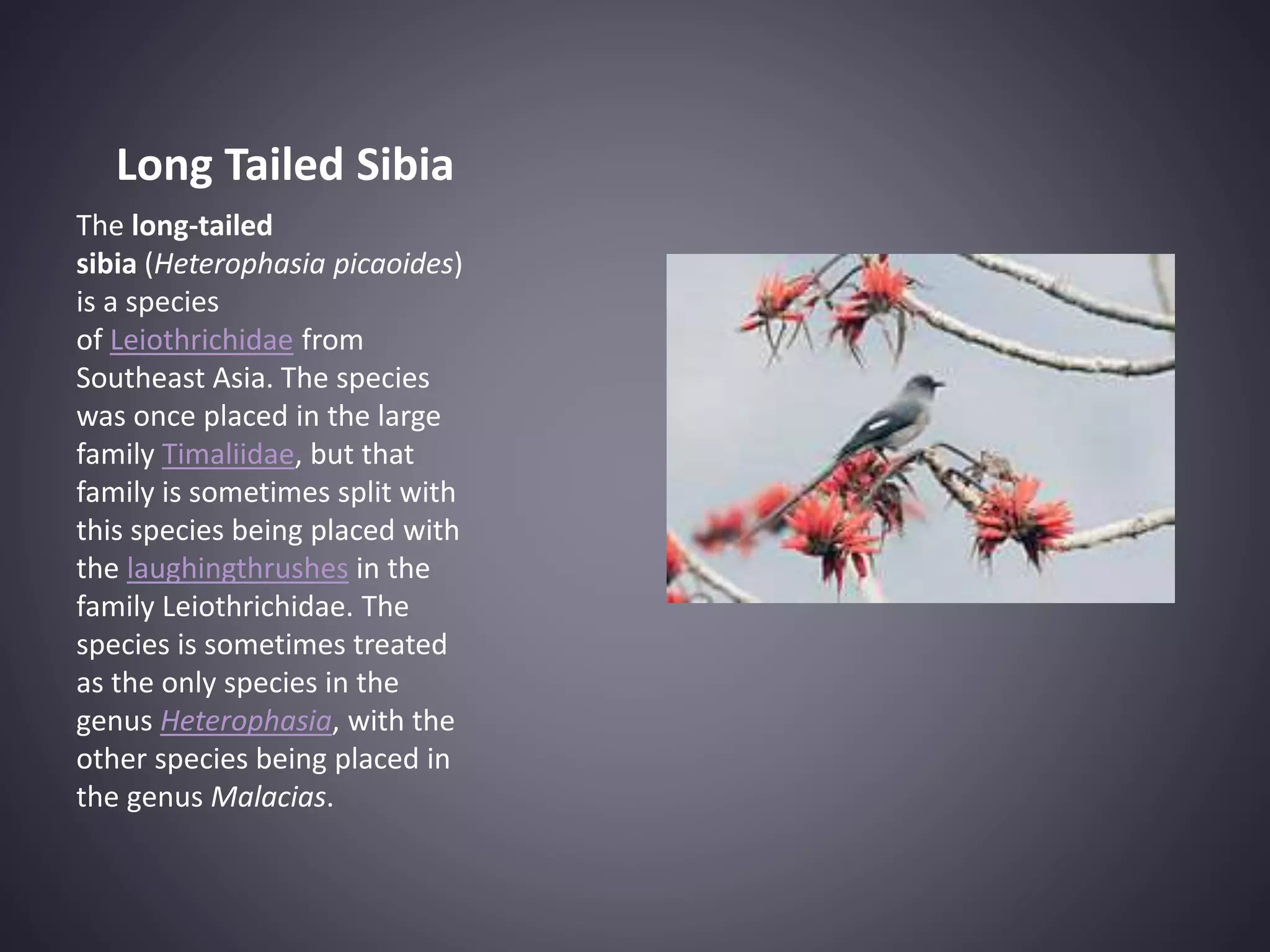Birds sibia | PPT