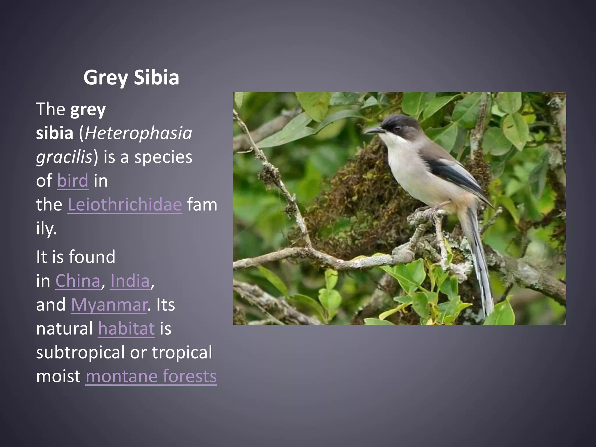 Birds sibia | PPT