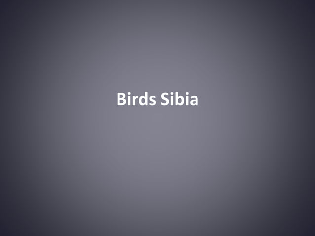 Birds sibia | PPT