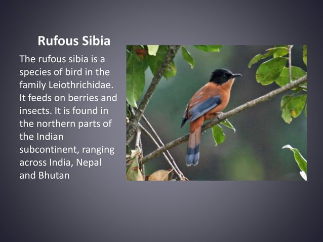 Birds sibia | PPT