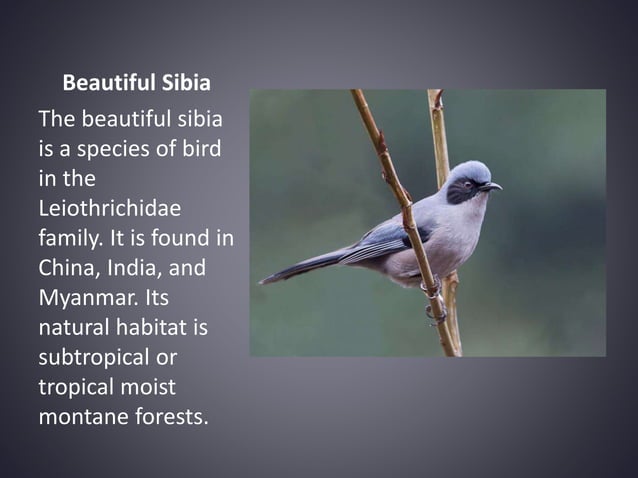 Birds sibia | PPT