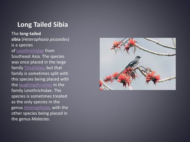 Birds sibia | PPT