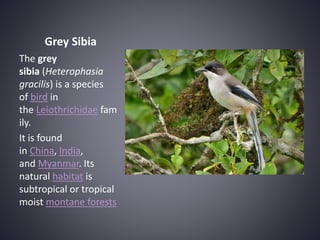 Birds sibia | PPT