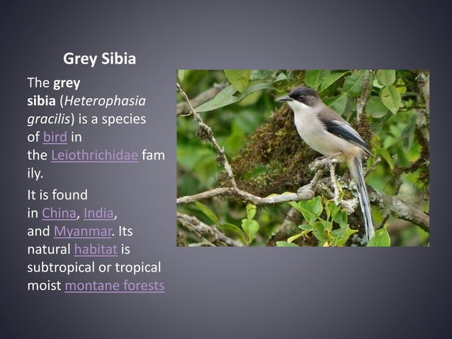 Birds sibia | PPT