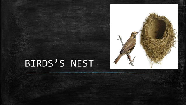 Birds’s nest | PPT