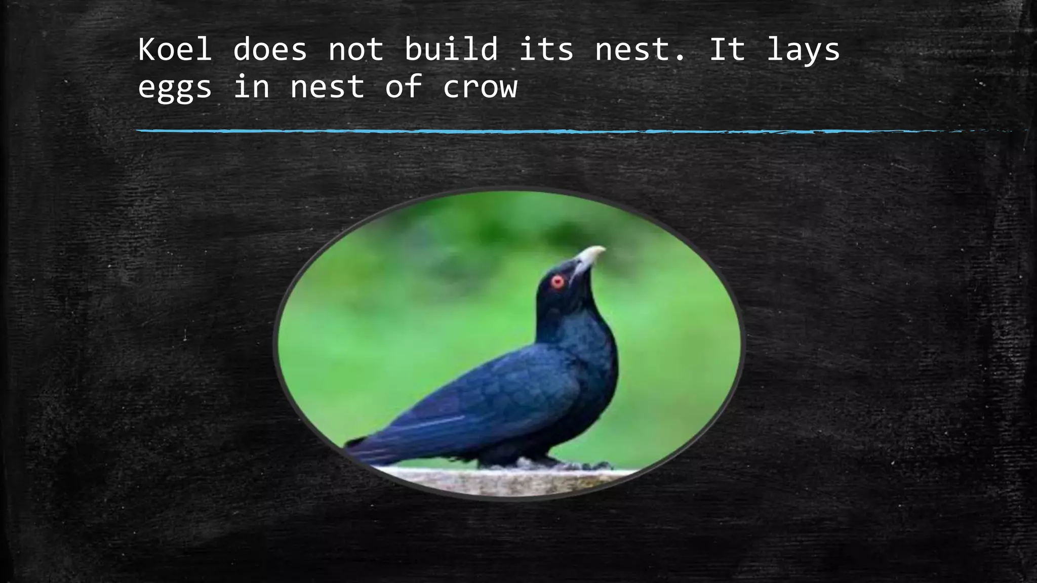 Birds’s nest | PPTX