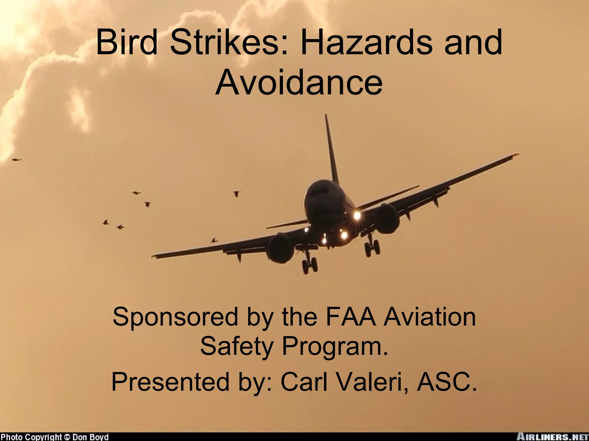 Bird strikes hazards and avoidance | PPT