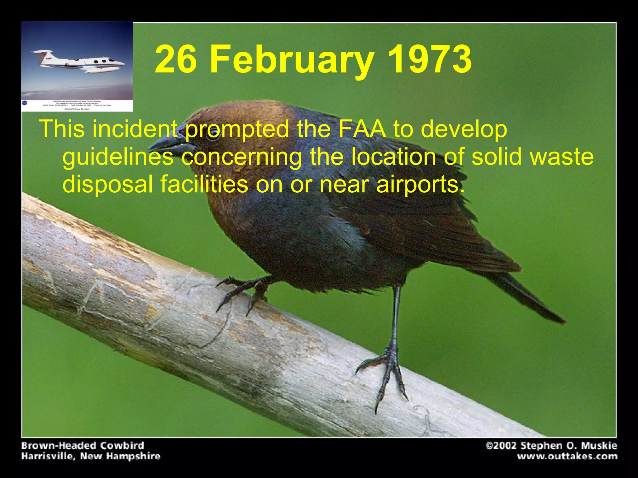 Bird strikes hazards and avoidance | PPT