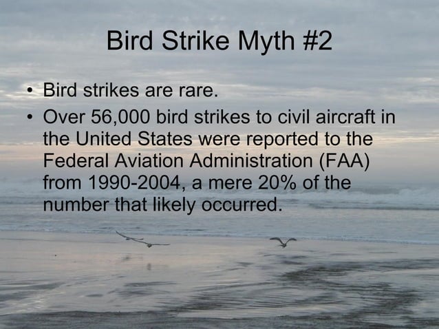 Bird strikes hazards and avoidance | PPT | Air Travel | Travel Type