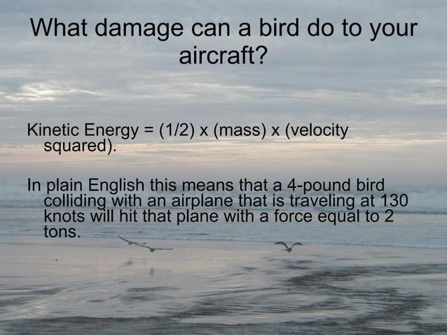 Bird strikes hazards and avoidance | PPT | Air Travel | Travel Type