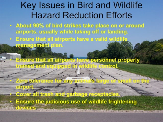 Bird strikes hazards and avoidance | PPT | Air Travel | Travel Type