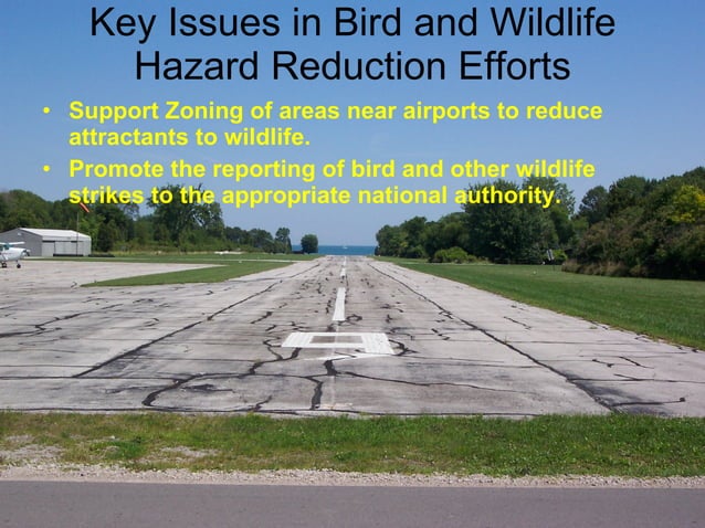 Bird strikes hazards and avoidance | PPT | Air Travel | Travel Type