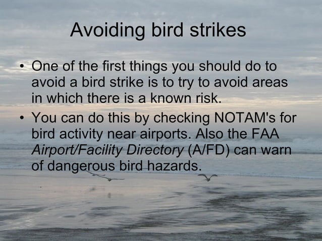 Bird strikes hazards and avoidance | PPT | Air Travel | Travel Type