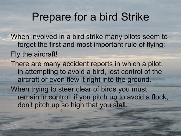 Bird strikes hazards and avoidance | PPT | Air Travel | Travel Type