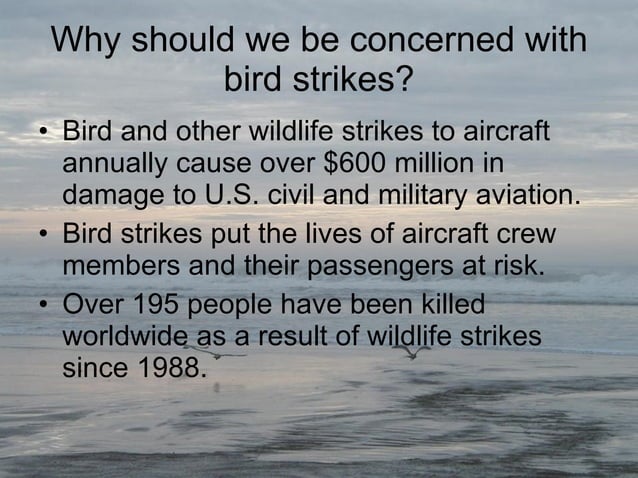 Bird strikes hazards and avoidance | PPT | Air Travel | Travel Type