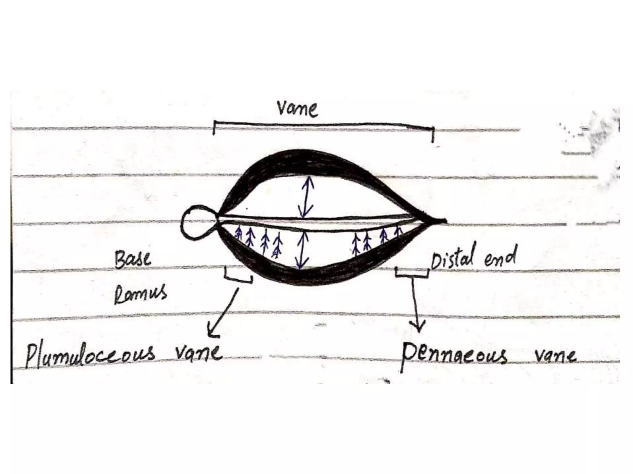 Bird Structure & Function (Feathers).pptx