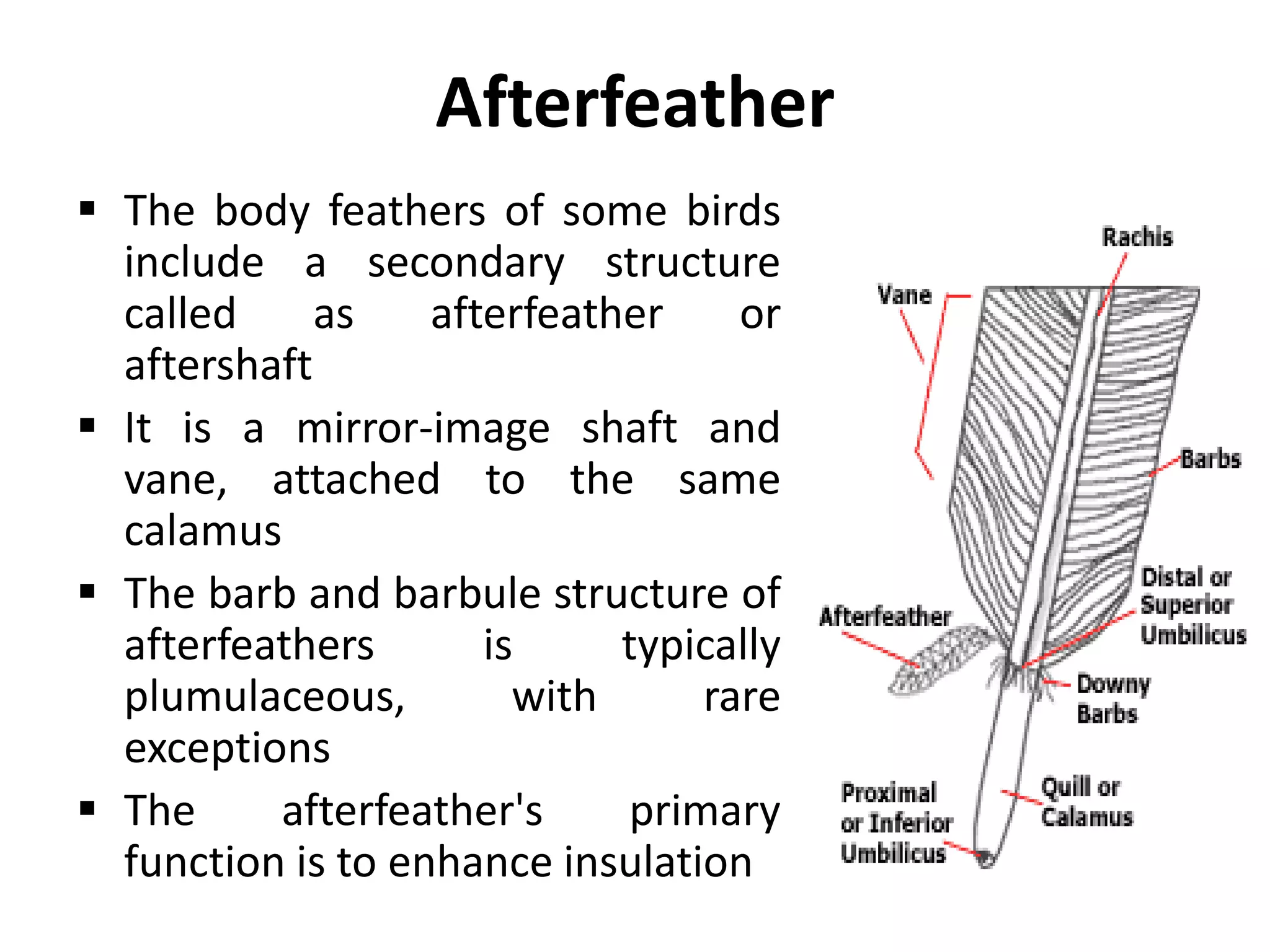 Bird Structure & Function (Feathers).pptx