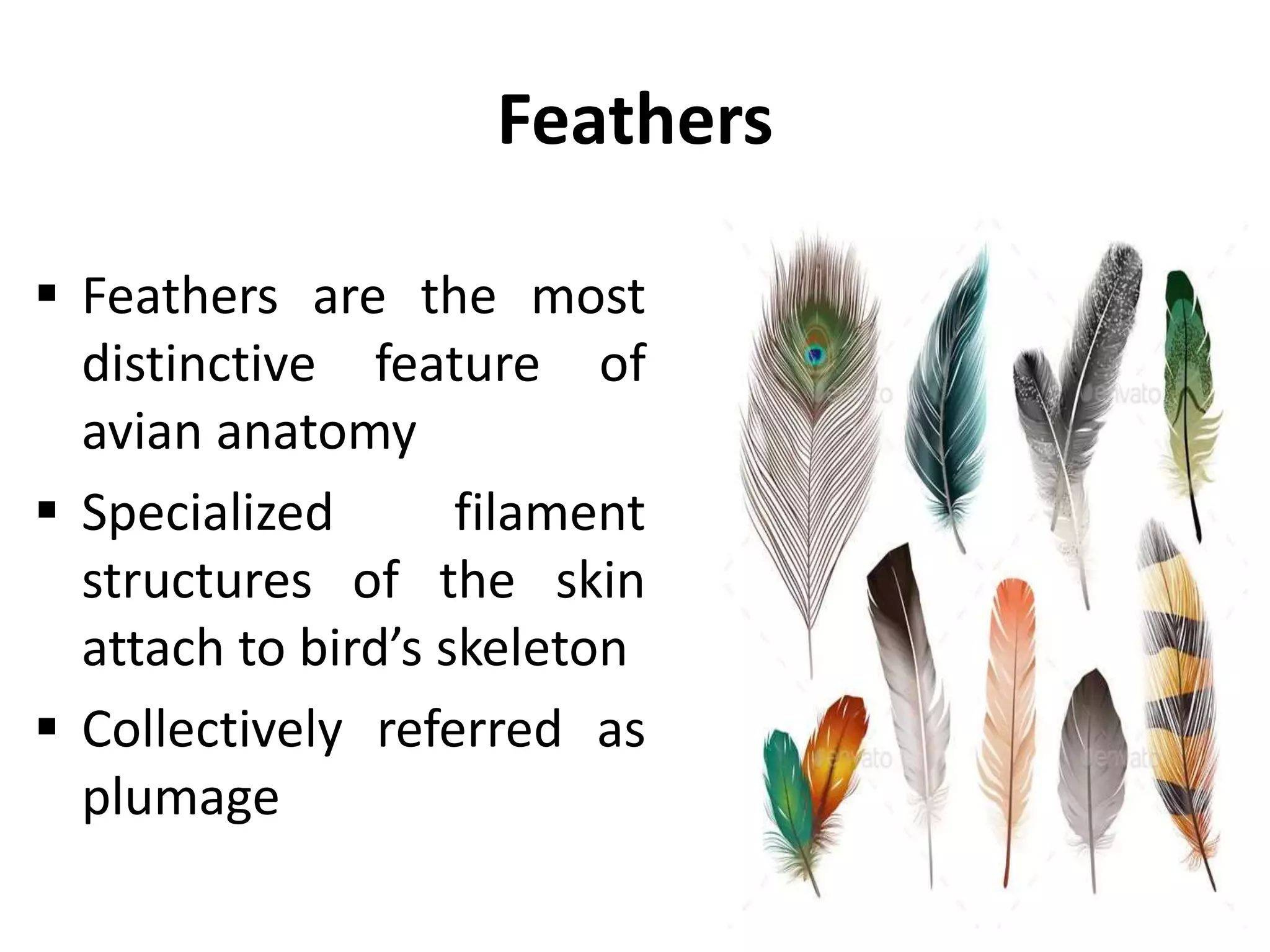 Bird Structure & Function (Feathers).pptx