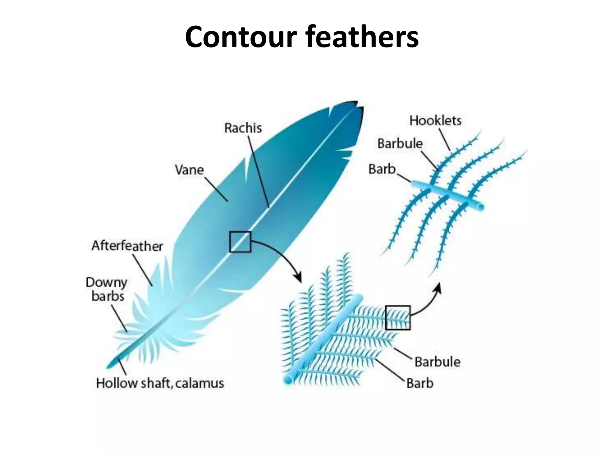 Bird Structure & Function (Feathers).pptx