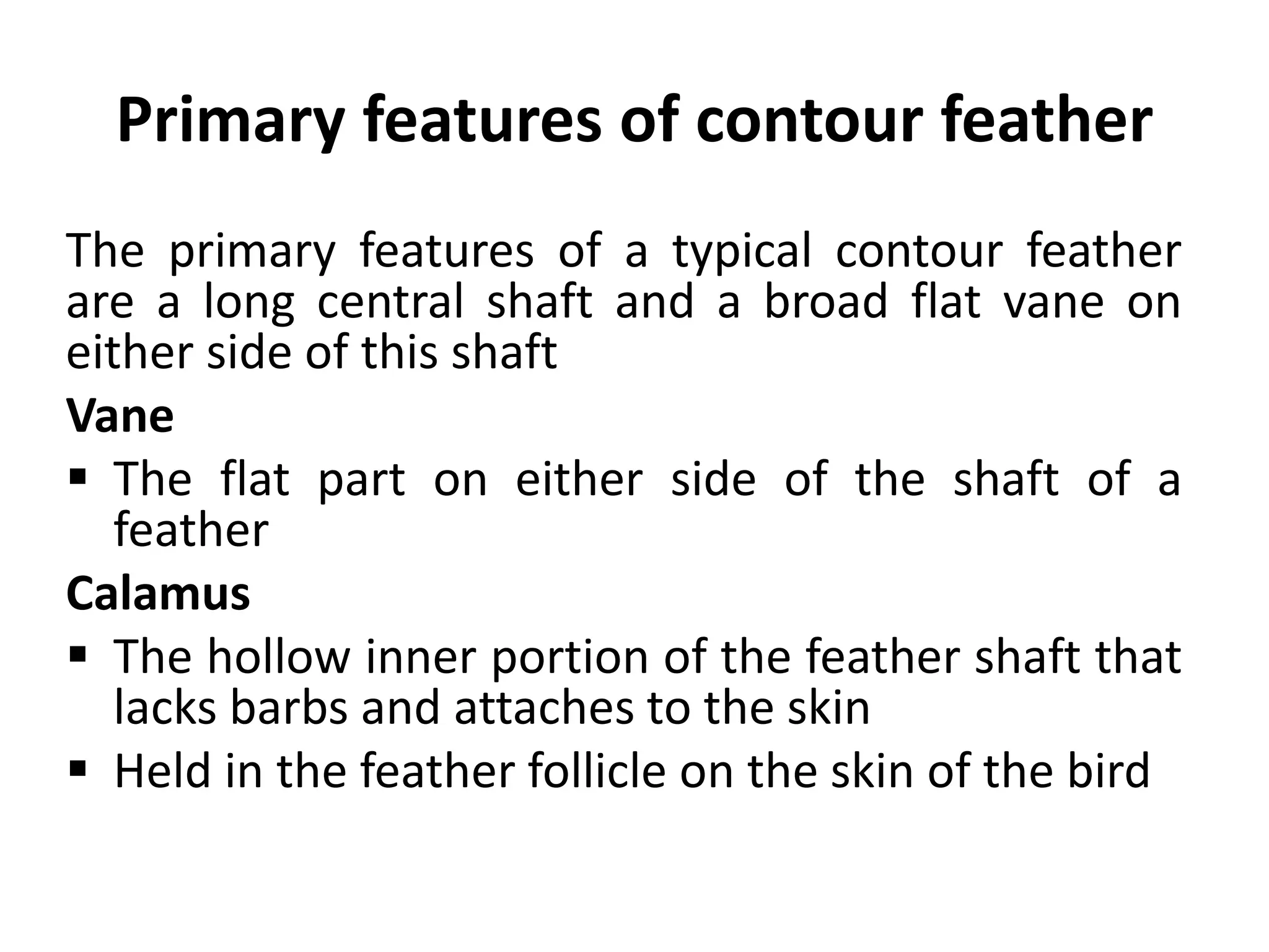Bird Structure & Function (Feathers).pptx