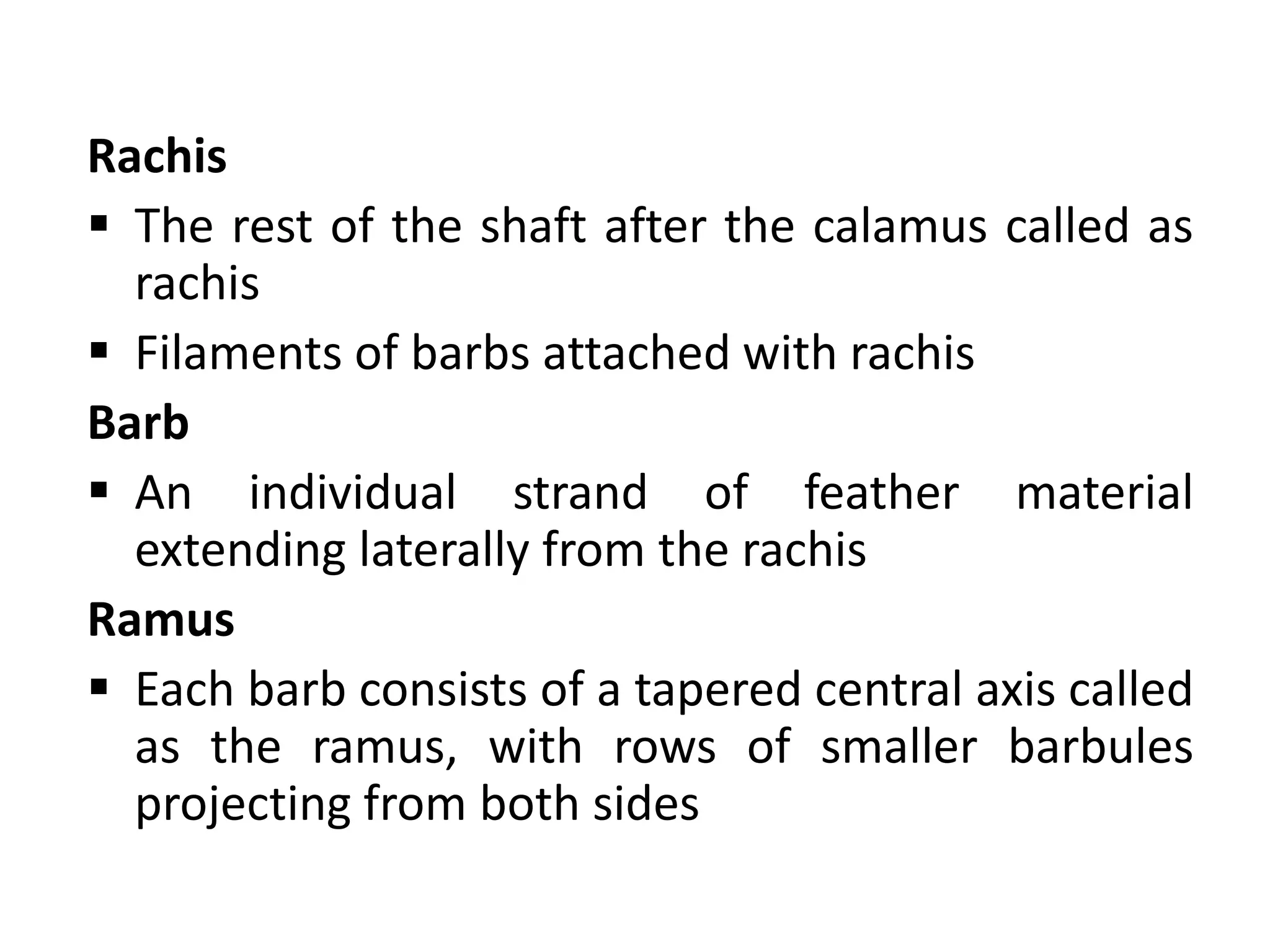 Bird Structure & Function (Feathers).pptx