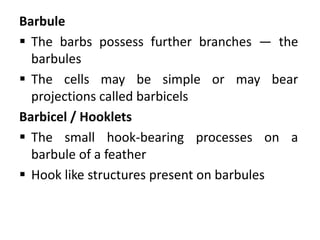 Bird Structure & Function (Feathers).pptx