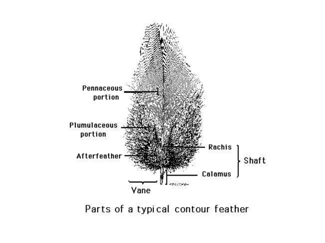 Bird Structure & Function (Feathers).pptx | Birds | Pets