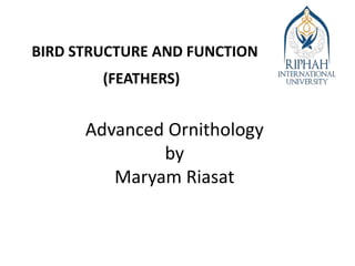 Bird Structure & Function (Feathers).pptx