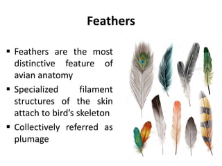 Bird Structure & Function (Feathers).pptx