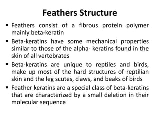 Bird Structure & Function (Feathers).pptx