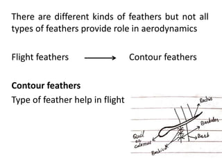 Bird Structure & Function (Feathers).pptx