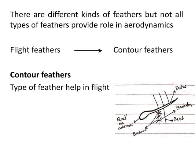Bird Structure & Function (Feathers).pptx | Birds | Pets