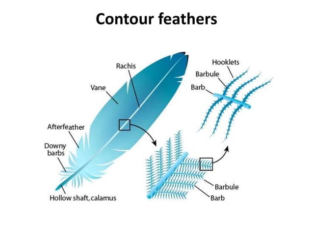 Bird Structure & Function (Feathers).pptx | Birds | Pets