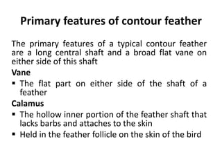 Bird Structure & Function (Feathers).pptx