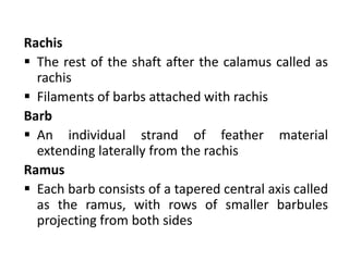 Bird Structure & Function (Feathers).pptx