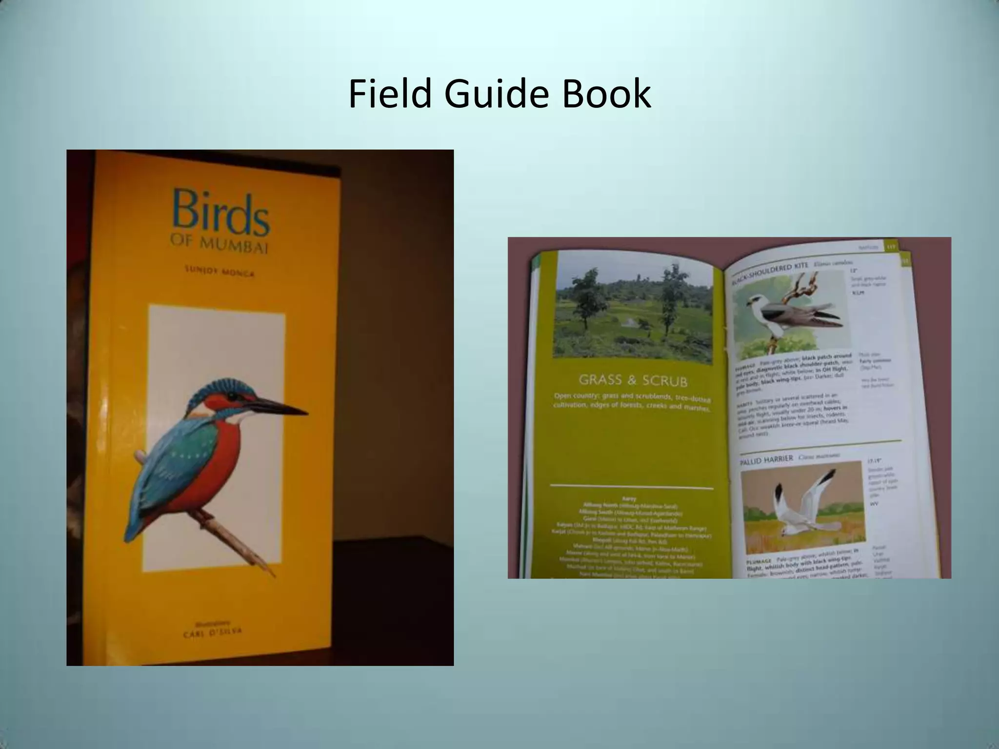 Bird watching | PPTX