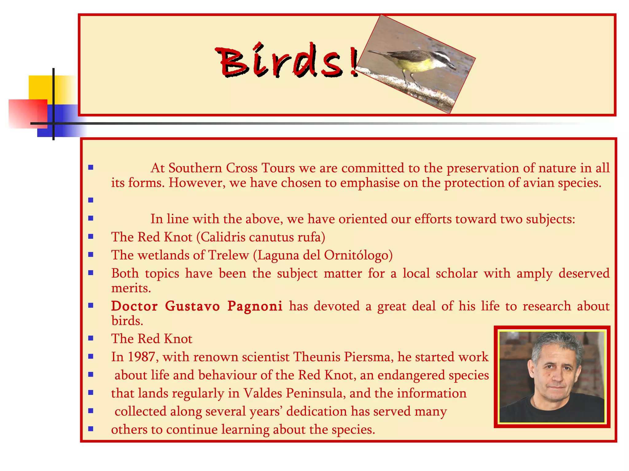 Birdwatching argentina | PPT