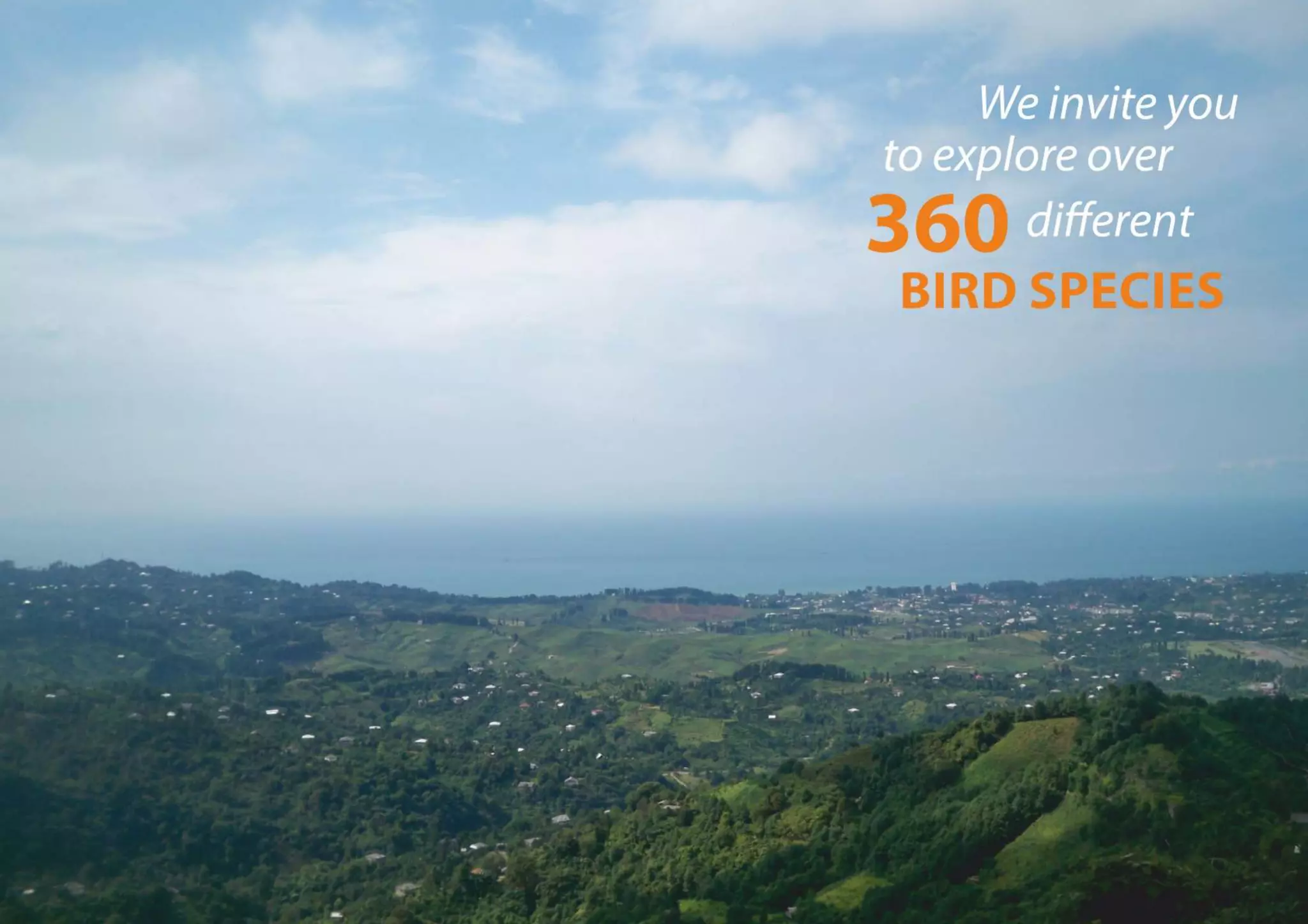 Birdwatching[small] | PPT