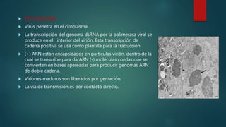 BIRNAVIRIDAE.pptx