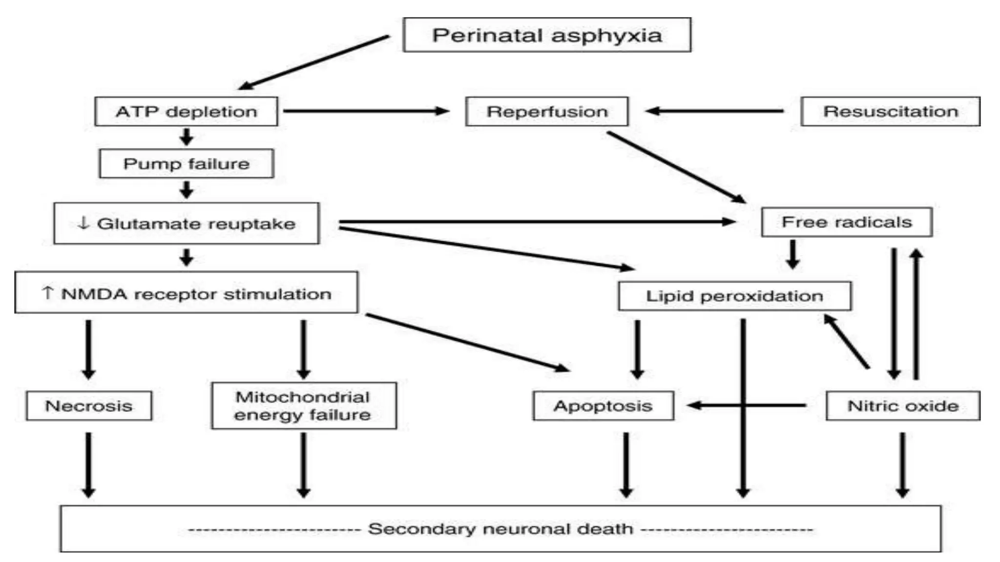 Birth Asphyxia.pptx