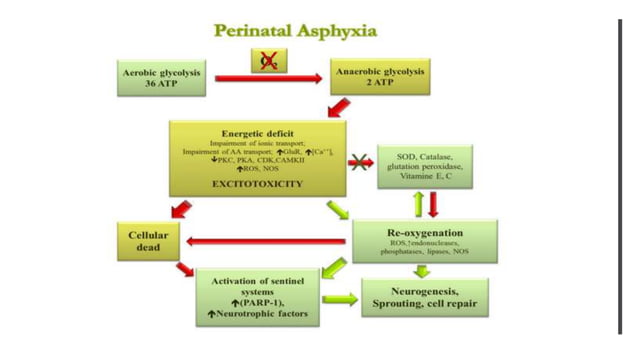 Birth Asphyxia.pptx | Pregnancy | Reproductive Health
